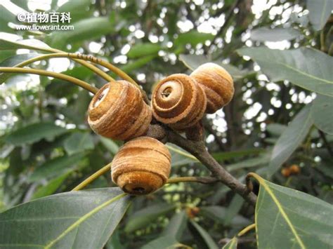 饭甑青冈功效 青冈果的功效与图片 伤感说说吧