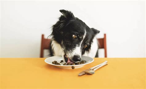 Cachorro pode comer ameixa Saiba se alimento é proibido Mundo Brasil