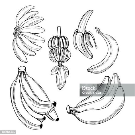 香蕉向量草圖插圖向量圖形及更多香蕉圖片 香蕉 插圖 線條畫 Istock