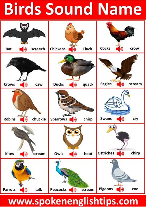 Birds And Their Sounds Birds Sound Name Birds Name List Sounds
