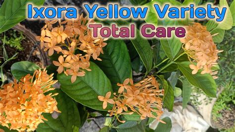 Ixora Plant Yellow Variety Care And Fertilizer Youtube
