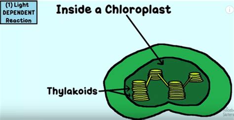 2 4 Transport Systems Explain The Structure And Function Of Xylem And