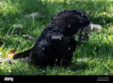 Portrait Of A Beautiful Australian Red Tailed Black Cockatoo In Grass