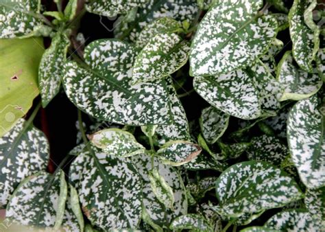 La Planta De Hojas Verdes Con Puntos Blancos Belleza En Tu Jardín