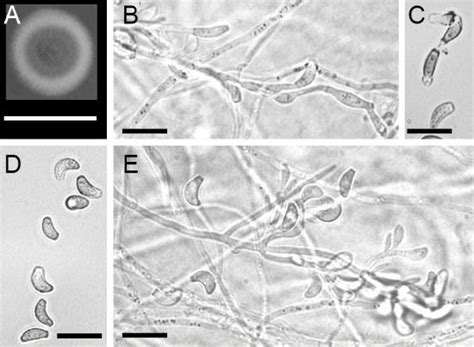 Geomyces Alchetron The Free Social Encyclopedia