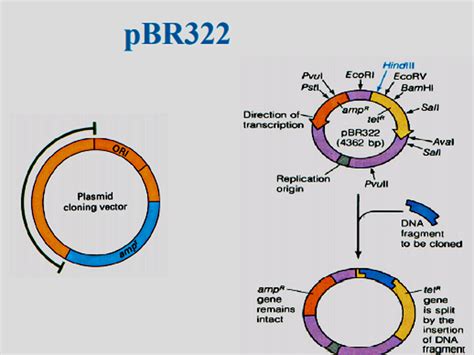Recombinant Rna Technology Vector For Gene Cloning Biotechnology