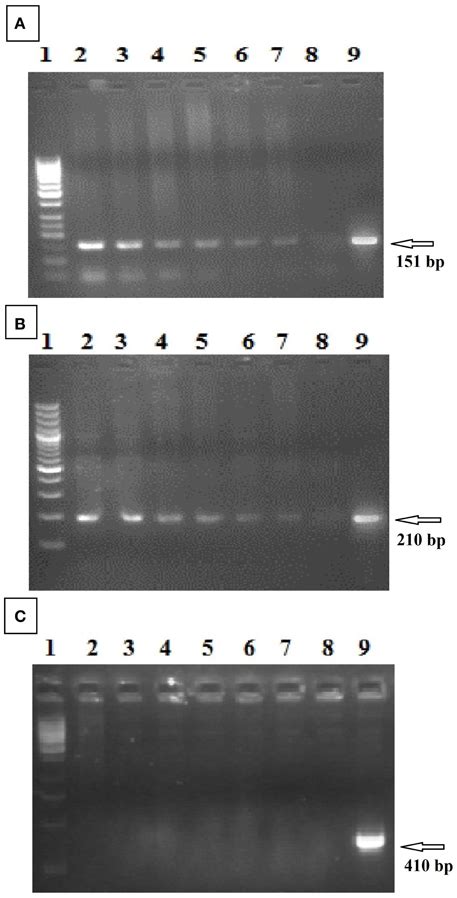 Pcr Analysis Of Transformed Cotton For Nptii Gene 35s Camv Promoter
