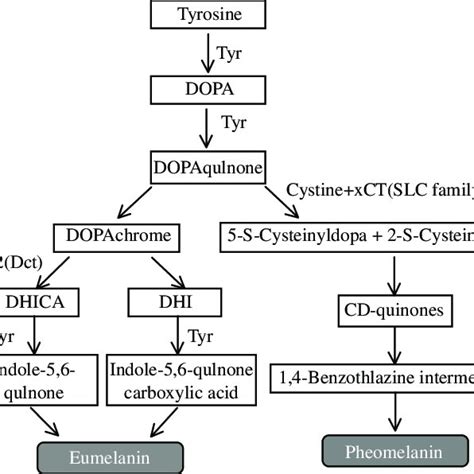 The Nucleotide And Amino Acid Sequence Of Tyr And Tyrp1 The Complete