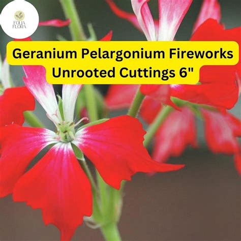 Geranium Pelargonium ‘fireworks Red 3 Live 6” Unrooted Cuttings Geranium Pelargonium ‘fireworks Red 3 Live 6” Unrooted Cuttings