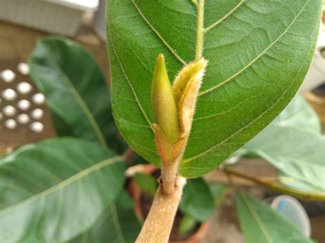 Ficus Drupacea Moraceae