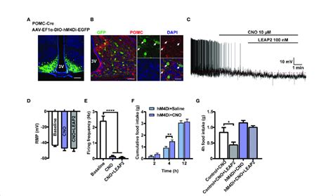 Pomc Neurons Mediate The Anorexigenic Effect Of Leap2 A Bilateral