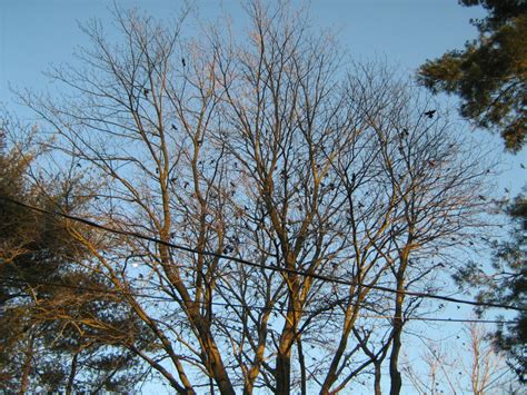 Swamp Maple Dbaplan B Photo Blog