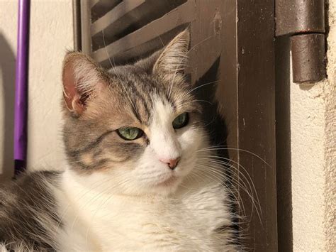 Premium Photo Elsa The Cat