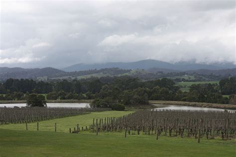 멜버른의 정원 야라밸리 와이너리 투어 줌줌투어 호주 멜버른