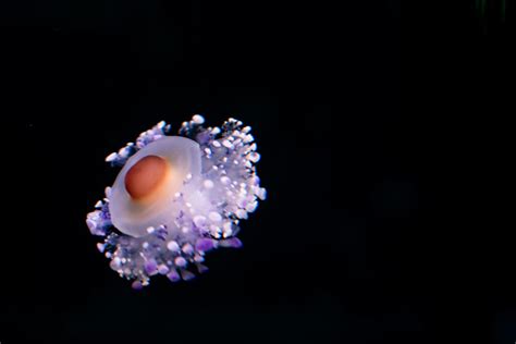 Fried Egg Jellyfish
