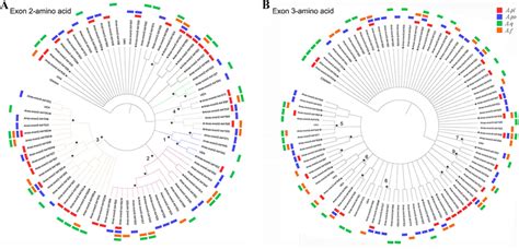 phylogenetic tree of mhc class i exon 2 a and exon 3 b in anatidae