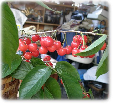 サクランボ 奈々の部屋 草庵