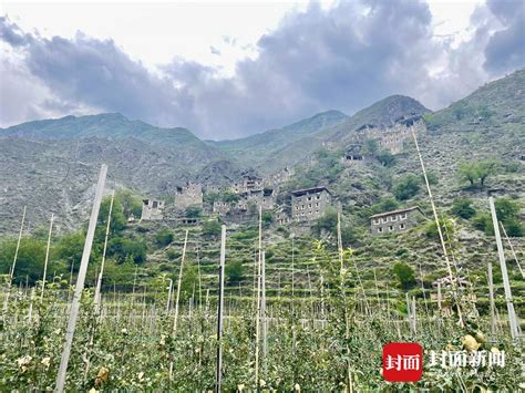 我们的家园四川黑水西苏瓜子村甜蜜产业助力村民增收 凤凰网