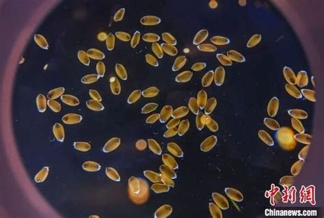 科技赋能种业“强芯”，托普云农亮相第二届三亚国际种业科学家大会 农业仪器网