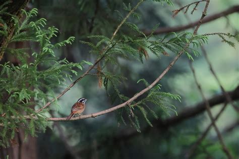 仕切り直しノジコヤマドリウグイスカケスオオルリホオジロ 鳥観日和