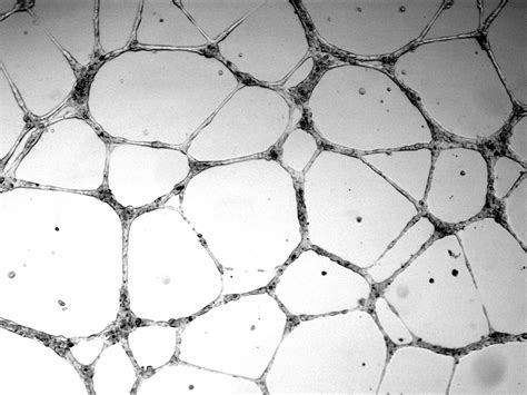 Scientific Protocols Tube Formation Assay