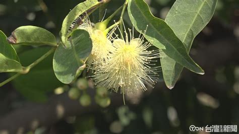 受天氣變化 新市白蓮霧開花量減少二成 鑫傳國際多媒體科技股份有限公司 Tdn台灣生活新聞