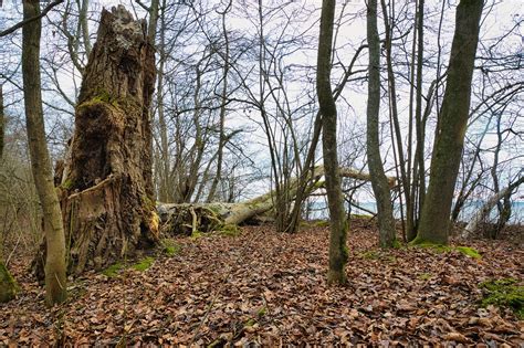 Tree Storm Damage Free Photo On Pixabay Tree Storm Damage Free Photo On Pixabay