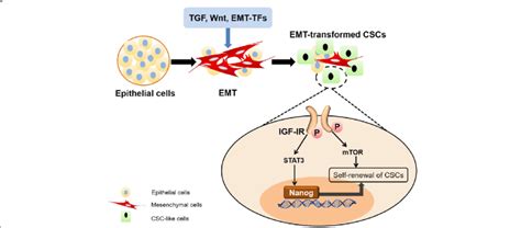 Igf Ir Signaling In Cscs Like Cells Biology Schematic Summary Of The Download Scientific