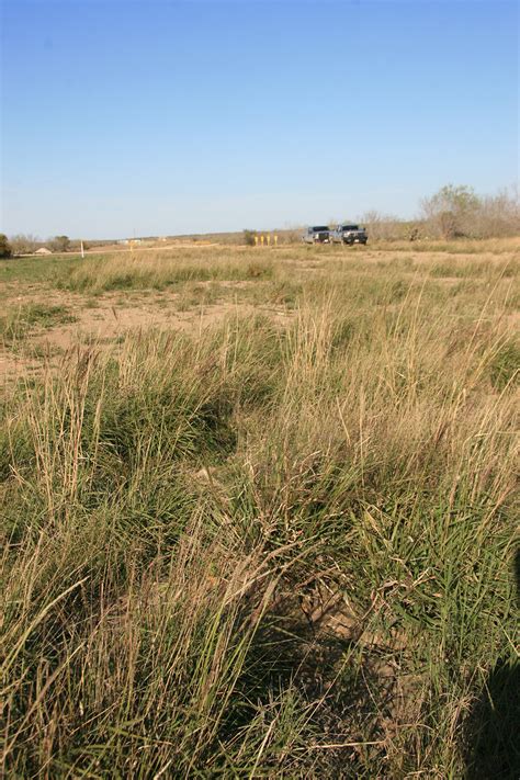 Native Grasses A Reclamation And Remediation Natural Permian Basin