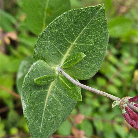 Coral Honeysuckle Lonicera Sempervirens 1gal Midwest Propagation Nursery