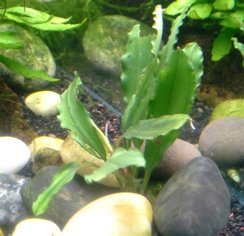 Rare Plants Bucephalandra Species
