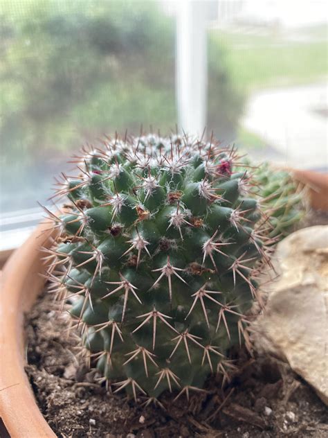 Help Identifying Please R Cactus