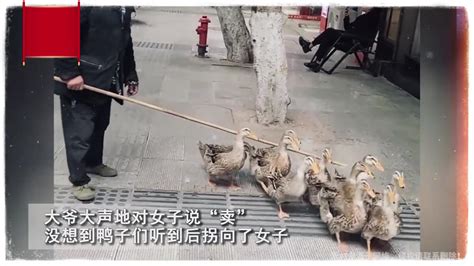 大爷赶着一群鸭子沿街售卖，有人询价时鸭子反应路人笑崩：成精了