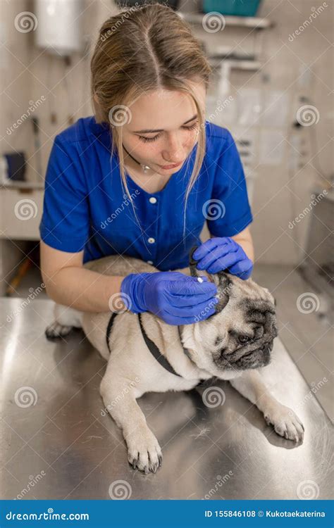 Young Professional Female Veterinarian Doctor Clean Ears Of Pug Dog In