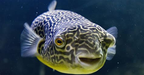 Giant Freshwater Puffer Tennessee Aquarium