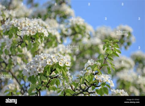 Blossoming Apple Tree Stock Photo Alamy