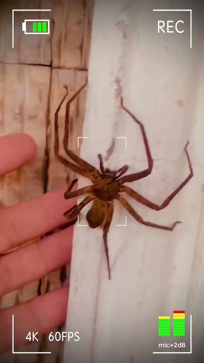 Gagambang Bahay Gagamba Spider Batang90s Youtube