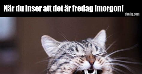 När Du Inser Att Det är Fredag Imorgon Skämt Och De Bästa Roliga