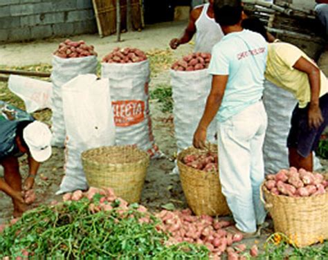 Post Harvest Practices That Increase Farmer Revenue And Sales