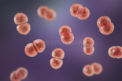 Streptococcus Pneumoniae Bacteria 3d Scientific Illustration Stock