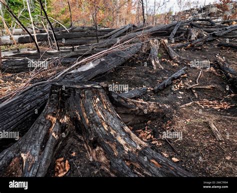 Fallen Burnt Tree Burnt Stomp And Burnt Tree Bark Black Background