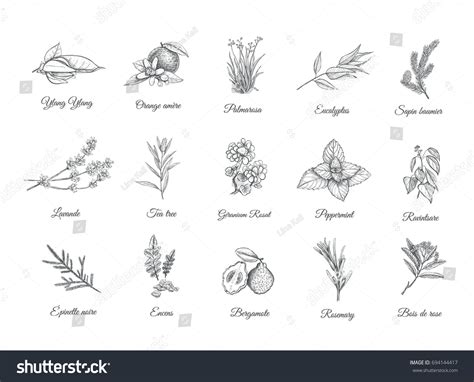 Herbs Spices Set Collection Design Sketch Stock Illustration 694144417