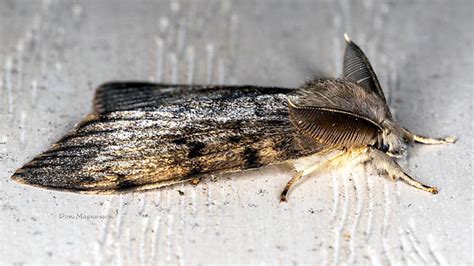 Moth BugGuide Net