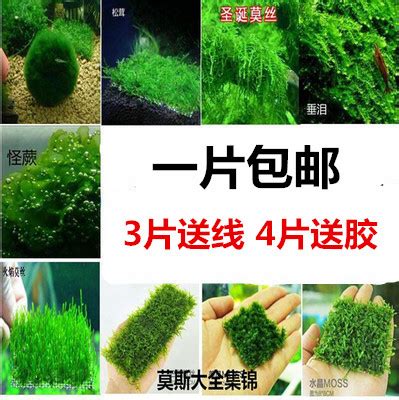 鱼缸真淡水草造景阴性族箱粘沉木莫斯丝大小三角松茸垂泪火焰美凤 虎窝淘