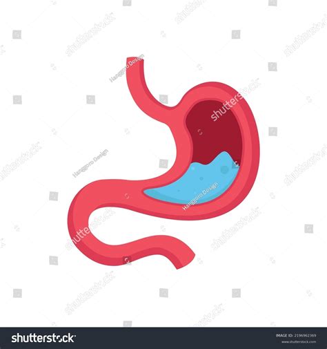Digestion Bloated Human Stomach Filled Water Stock Vector Royalty Free Shutterstock