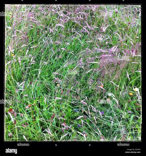 Lush Green Meadow Grasses Hampshire England United Kingdom Stock