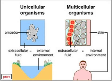 Similarities Between Unicellular And Multicellular Organisms