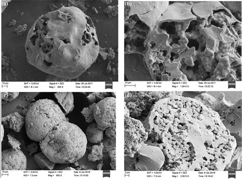 Sem Micrographs A External Morphology And B Internal Structure Of The Download Scientific