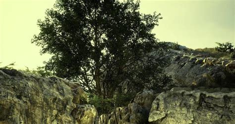 Cgi Natural Landscape With Large Tree On Rocky Terrain During Sunset 67307683 Stock Video At