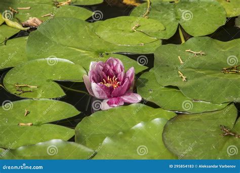 Red Water Lilly Stock Image Image Of Gorgeous Lily 295854183